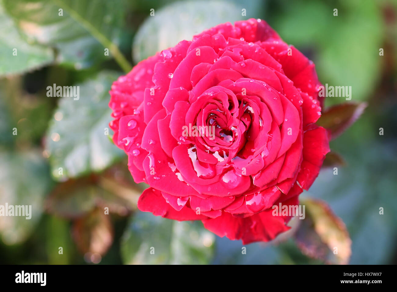 scarlet rose bud drop Stock Photo - Alamy