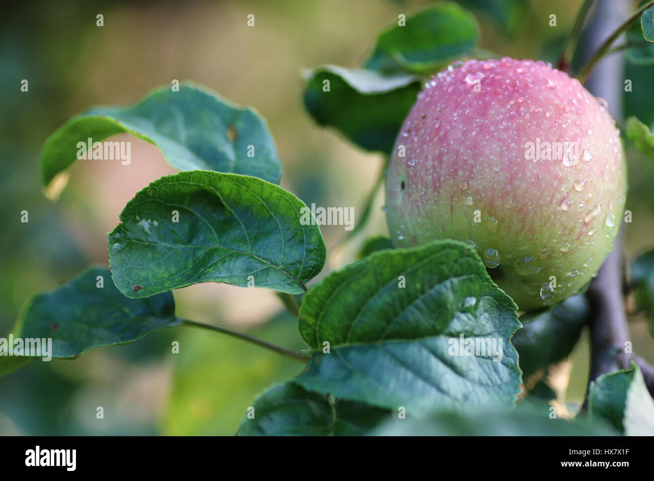 apple fruit on tree branch rain drop Stock Photo - Alamy
