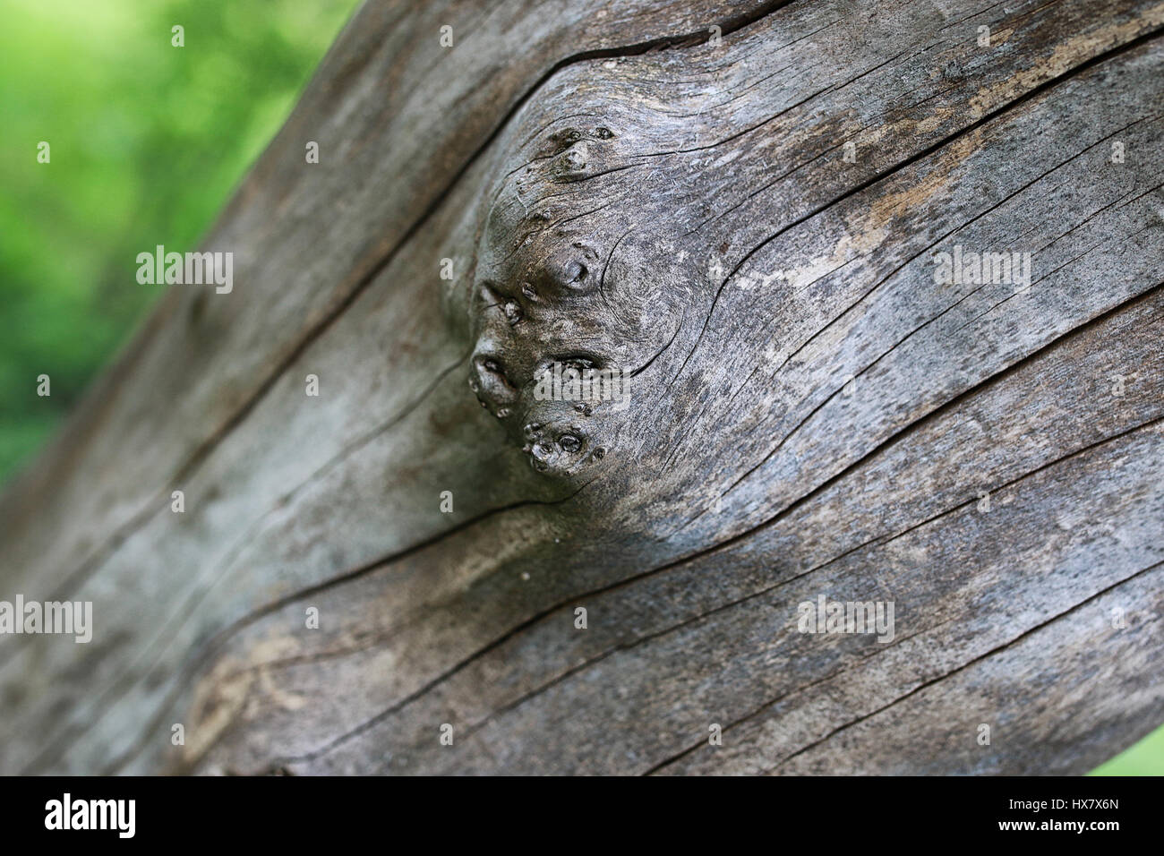texture of the old dried-up tree at the beginning of the spring Stock ...