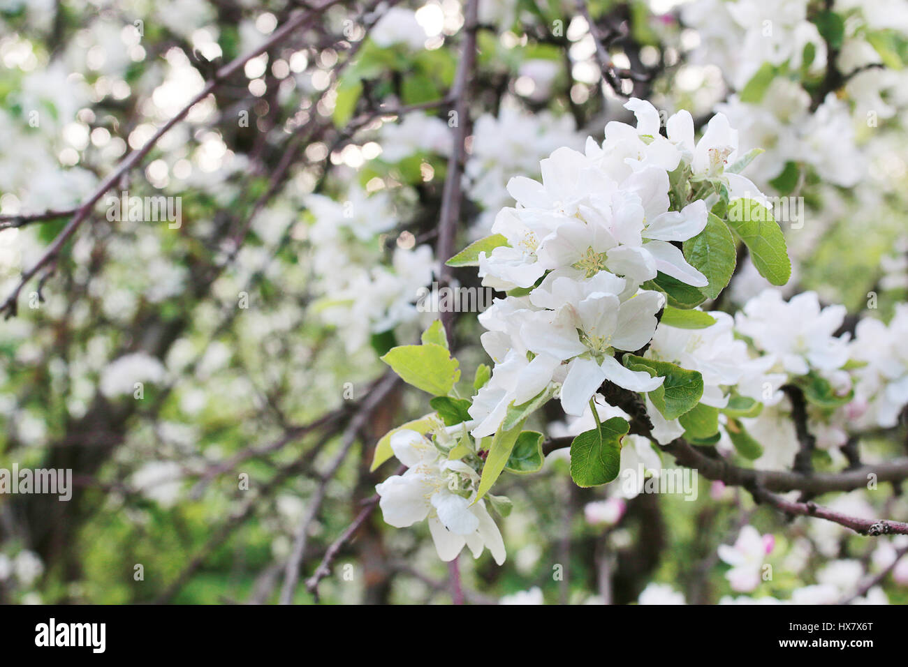 flowering apple tree with bright white flowers Stock Photo - Alamy