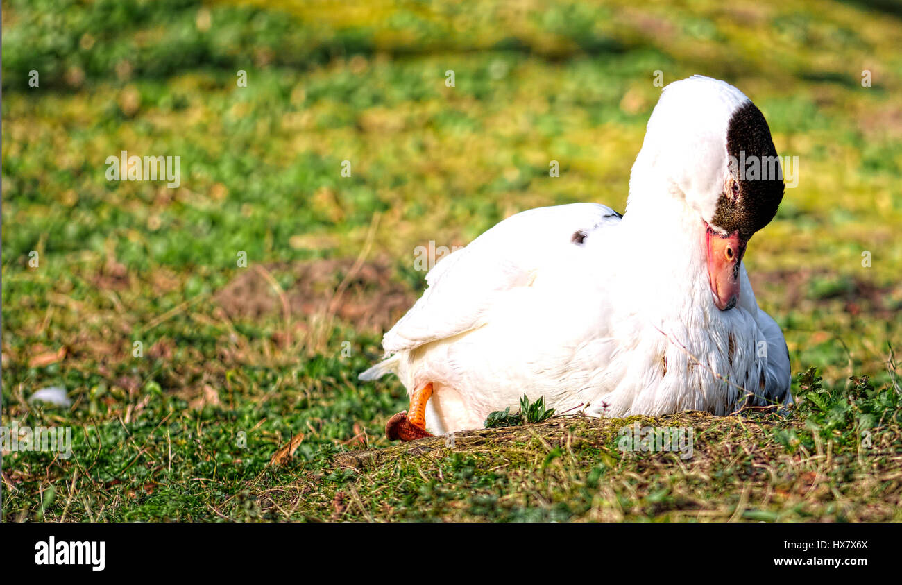 Duck with head down Stock Photo - Alamy