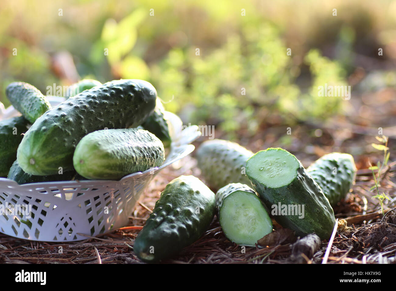 cucumber crop on the ground Stock Photo - Alamy