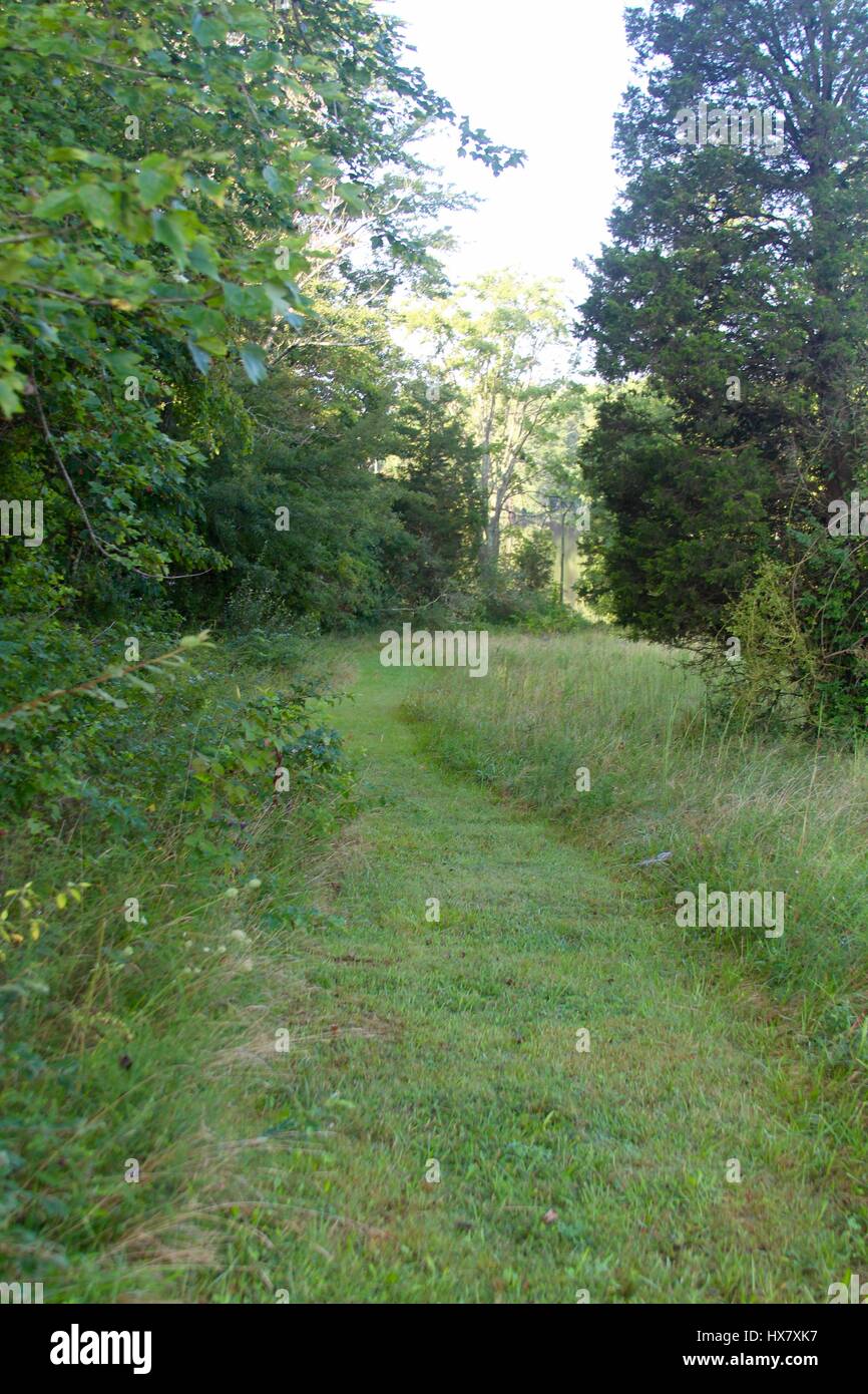 The grassy trail in the woods Stock Photo - Alamy