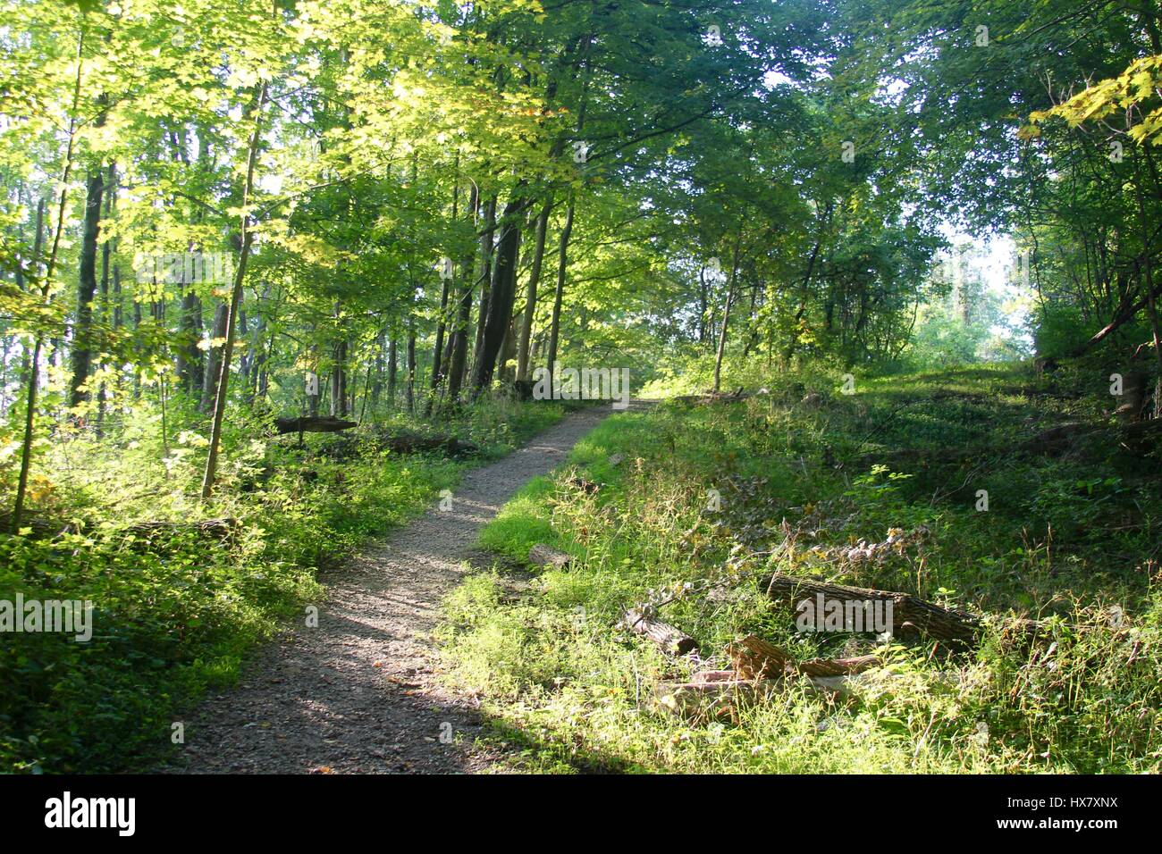 The dirt nature trail in the forest Stock Photo - Alamy