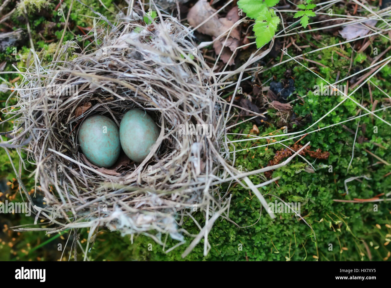 bird nest in nature Stock Photo - Alamy
