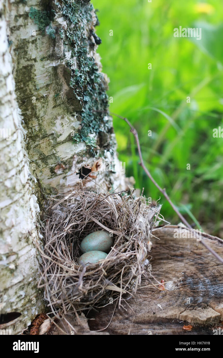 bird nest in nature Stock Photo - Alamy