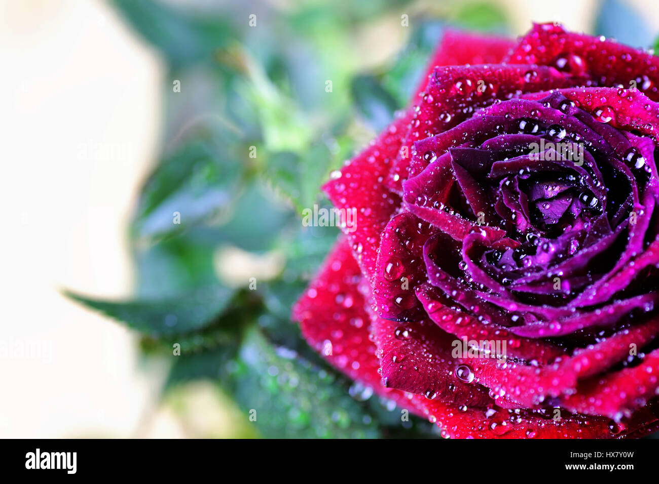 Rose bud drop macro Stock Photo - Alamy