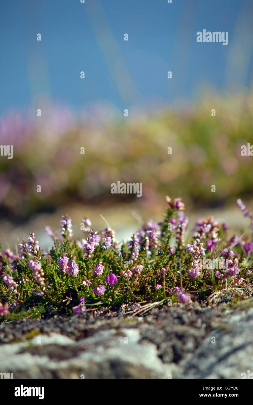 Scottish flora and fauna hi-res stock photography and images - Alamy