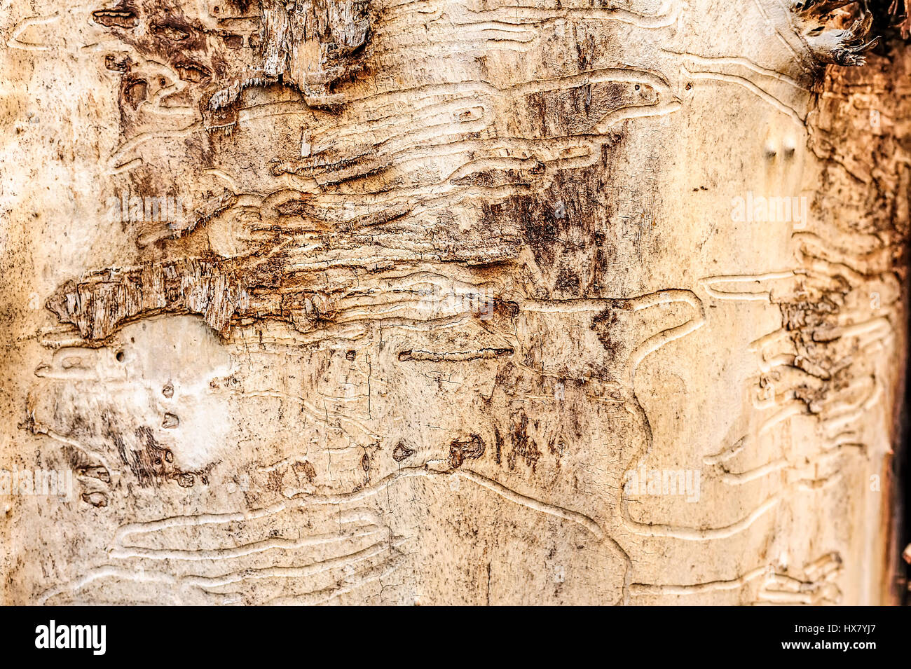 bark beetle pattern on the wood from Stock Photo - Alamy