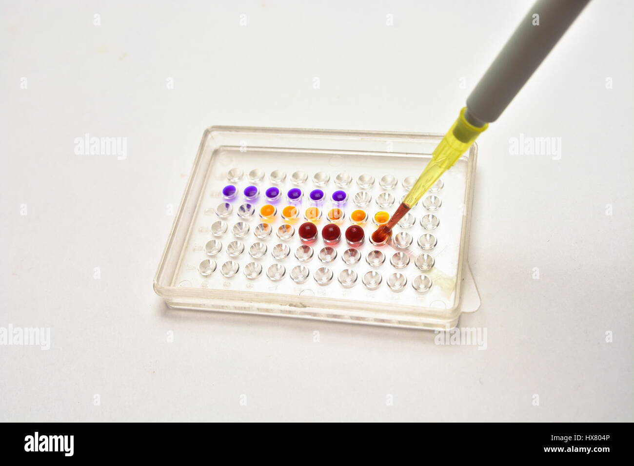 Tests in the laboratory. Application pipette samples into the wells ...