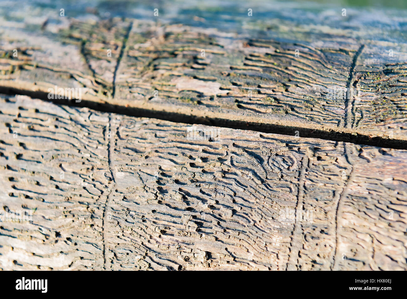 the pattern on the wood from beetle bark beetle Stock Photo - Alamy