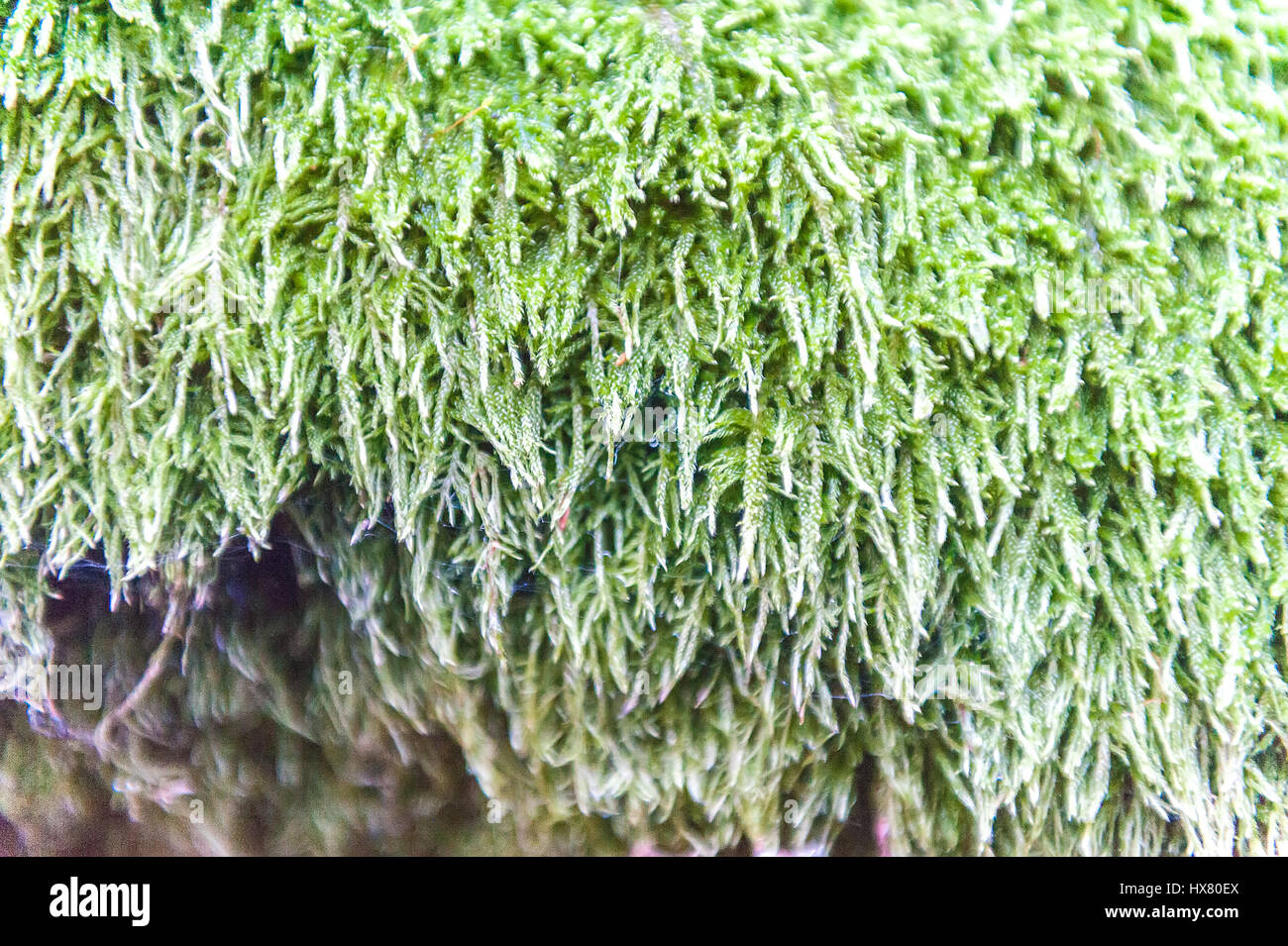 Beautiful green moss in the sunlight, closeup, macro. grows on the tree ...