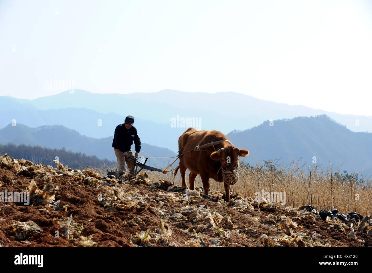 Harrow field cow hi-res stock photography and images - Alamy