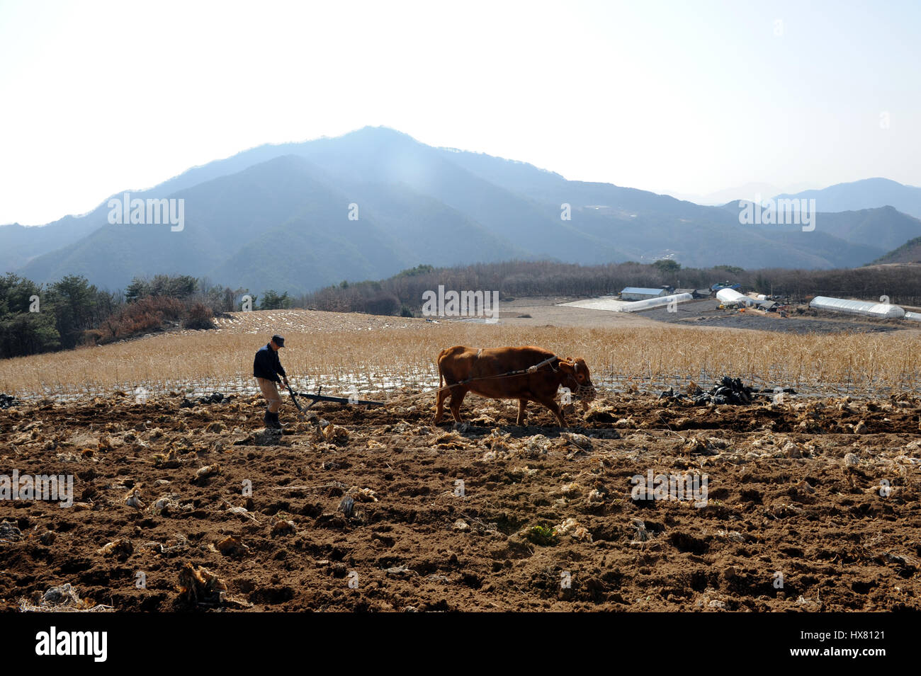 Harrow field cow hi-res stock photography and images - Alamy
