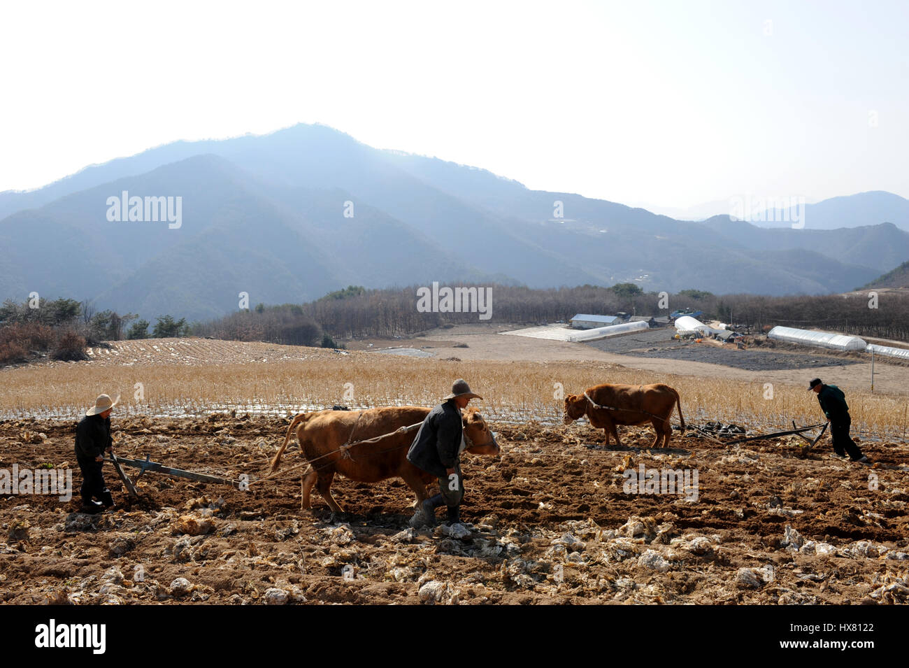 Plowing by a cow and farmer Stock Photo - Alamy