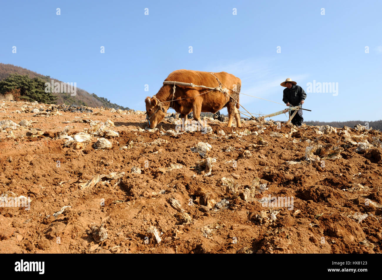 Plowing by a cow and farmer Stock Photo - Alamy