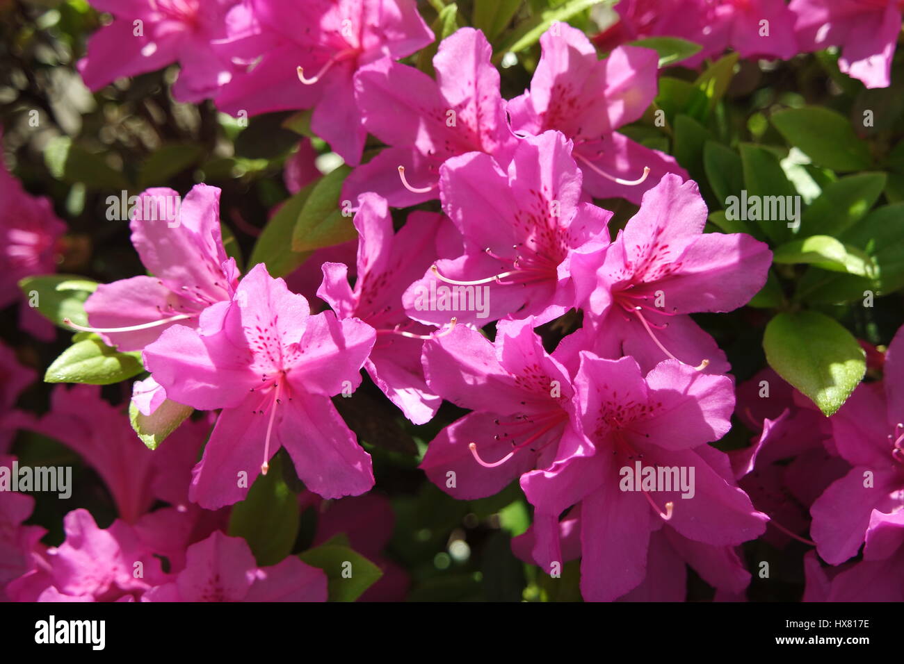 Sunlight azaleas hi-res stock photography and images - Alamy