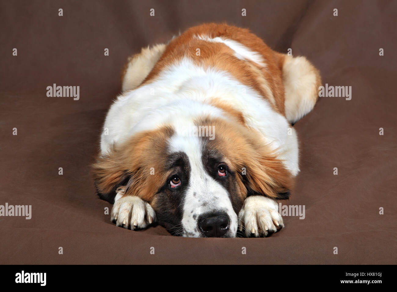Sad breed dog Saint Bernard is resting, lying down, resting his head on ...