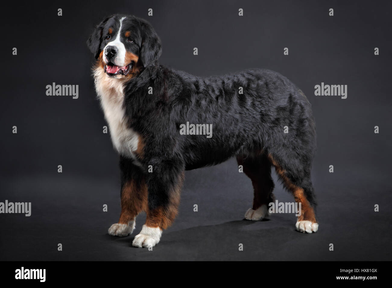 Bernese mountain dog breeds hi-res stock photography and images - Alamy
