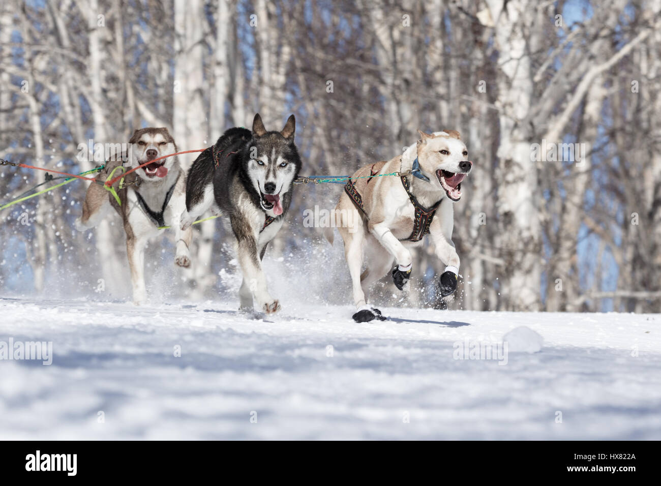 Kamchatka Peninsula, Russia: Runs dog sled Alaskan husky musher ...