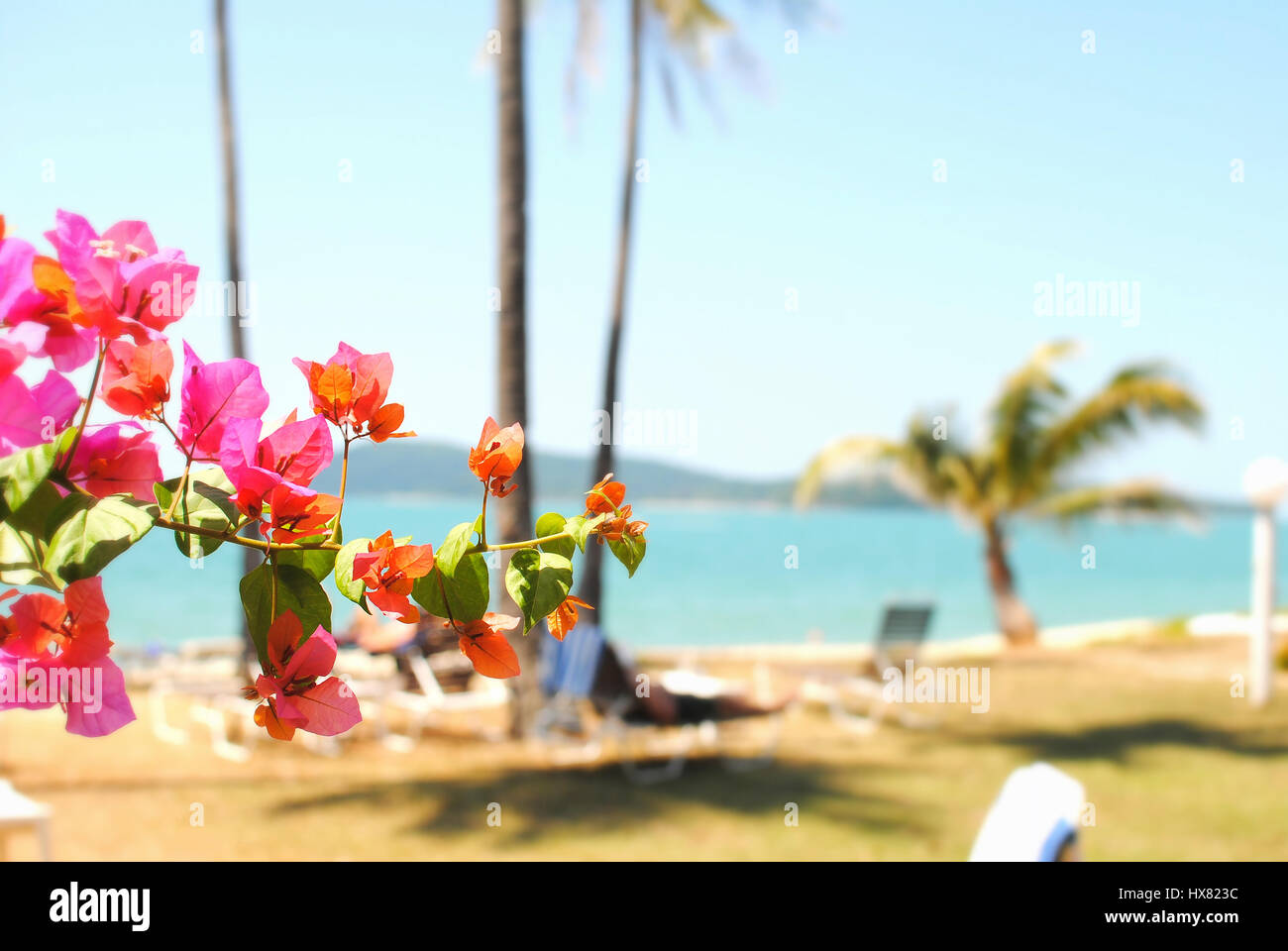 Tropical Flower At The Beach Stock Photo - Alamy