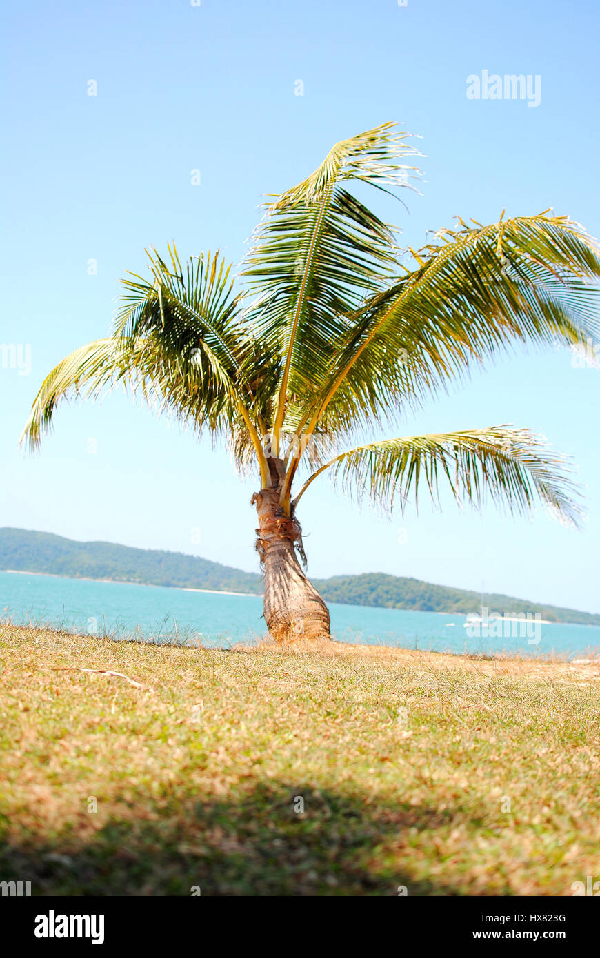 Coconut Tree At The Beach Stock Photo - Alamy