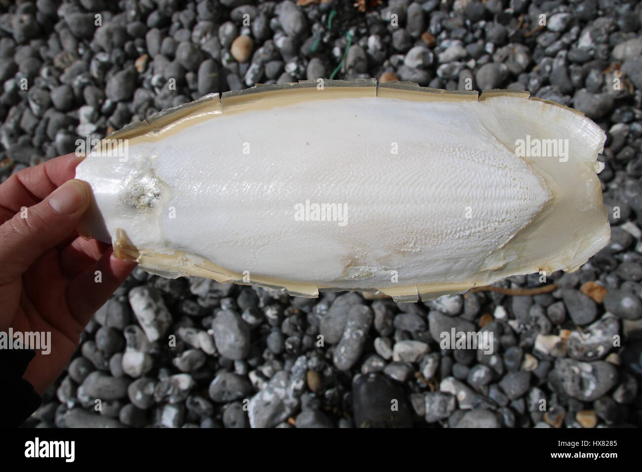 A cuttlefish washed up on a beach with a pebble beach background Stock ...