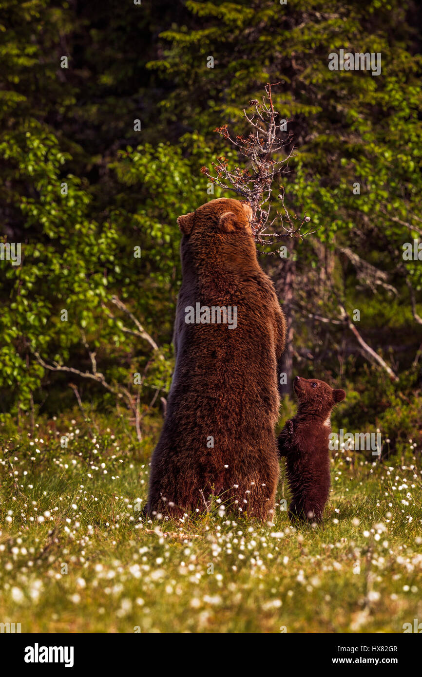 A female brown bear and cub standing on the hind legs, while feeding on ...