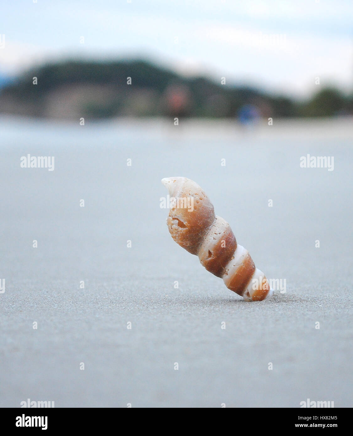 Shell At The Beach Stock Photo - Alamy