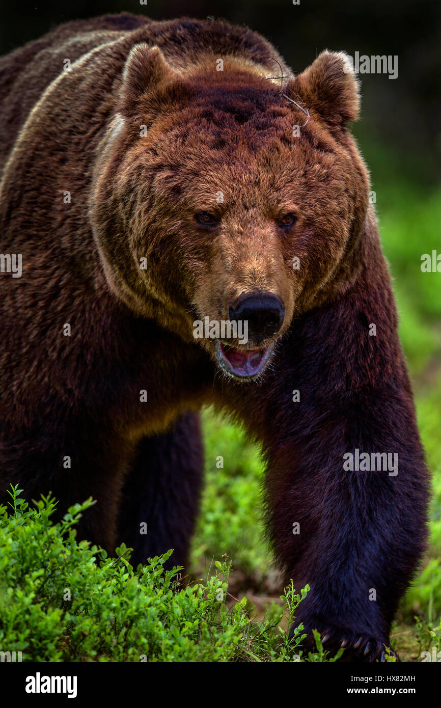 An approaching brown bear, Kuusamo, Finland Stock Photo - Alamy