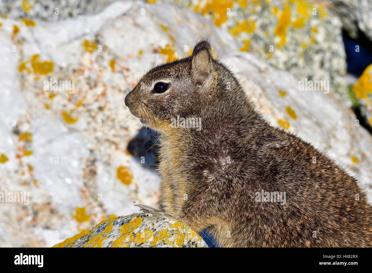 California ground squirrel Stock Photo - Alamy