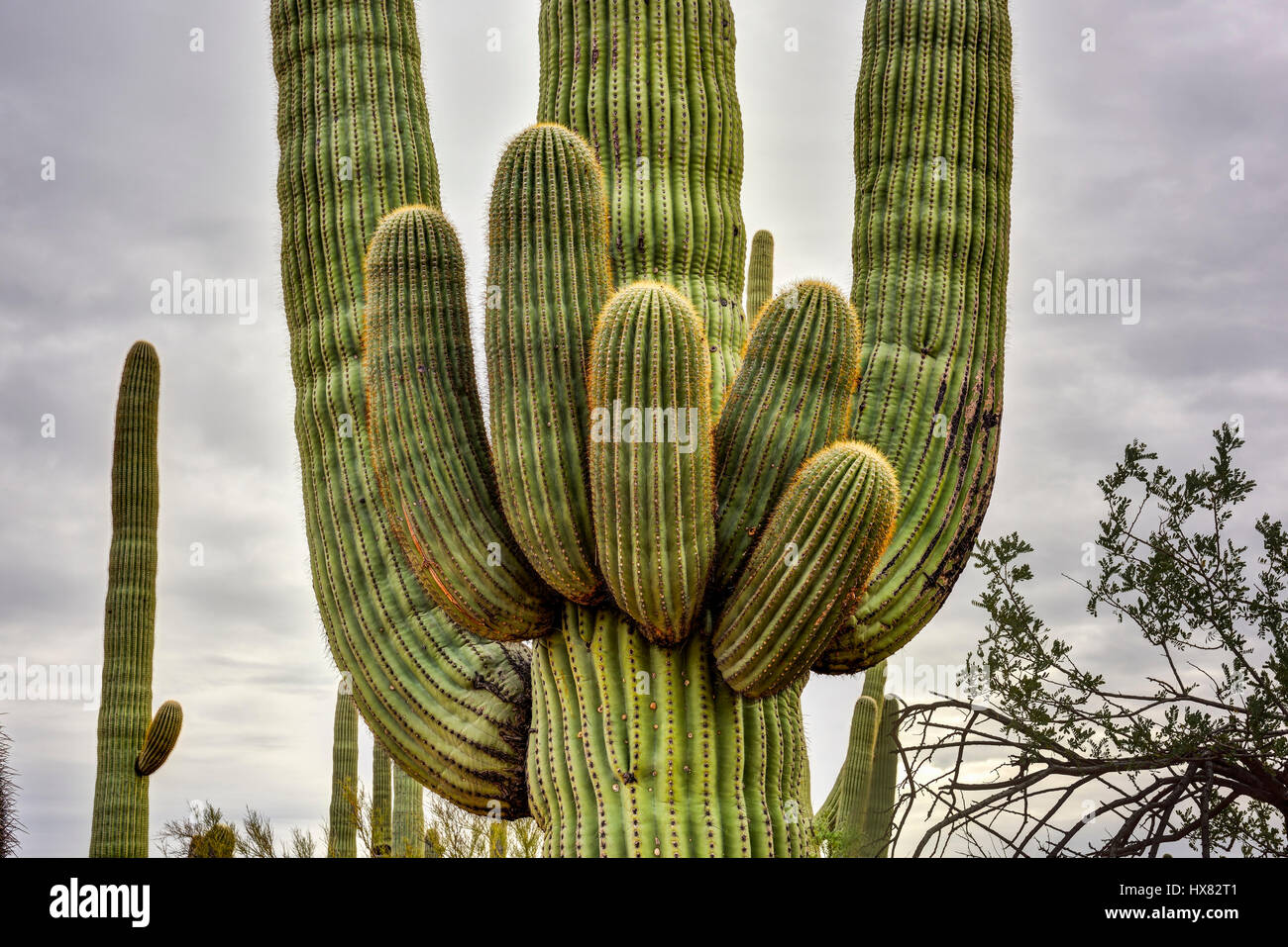 Saguaro life hi-res stock photography and images - Alamy