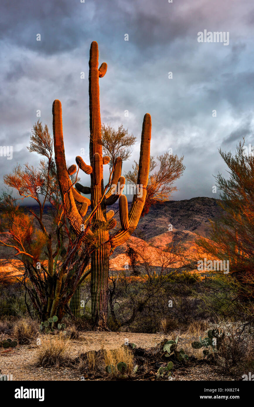 Saguaro cactus sunset sonoran desert hi-res stock photography and ...