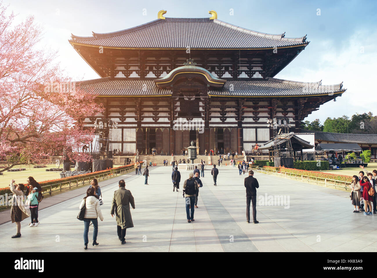 NARA, JAPAN - MARCH 24: Cherry Blossom Tree outside Todai-ji Temple in ...