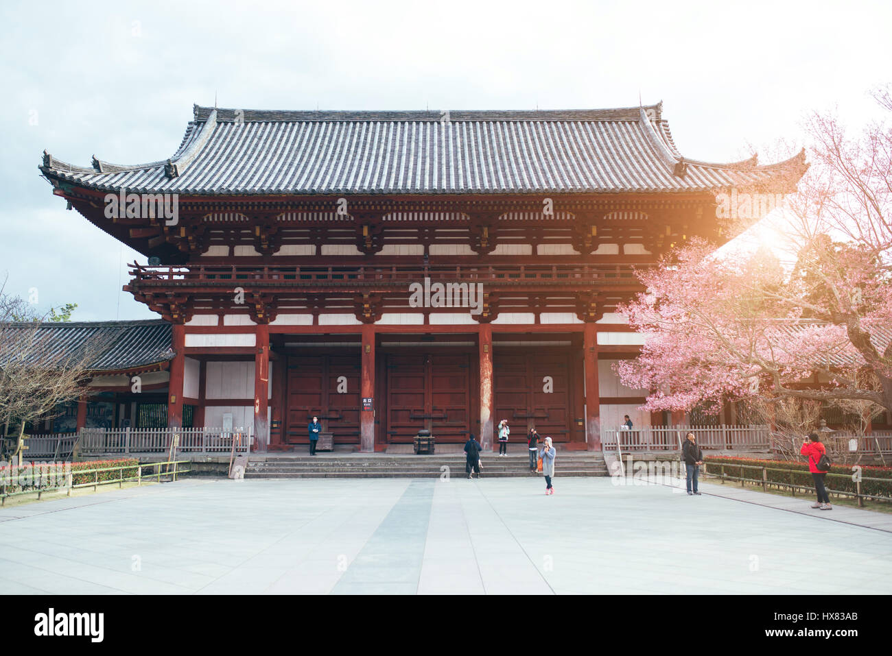 NARA, JAPAN - MARCH 24: Cherry Blossom Tree outside Todai-ji Temple in ...