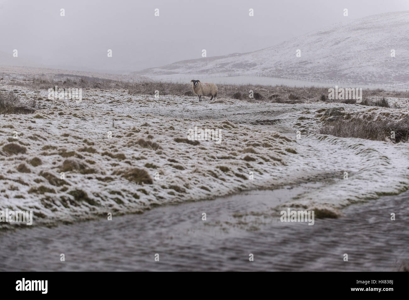Sheep endure the deep snow fall in the Southern Uplands in Scotland due ...