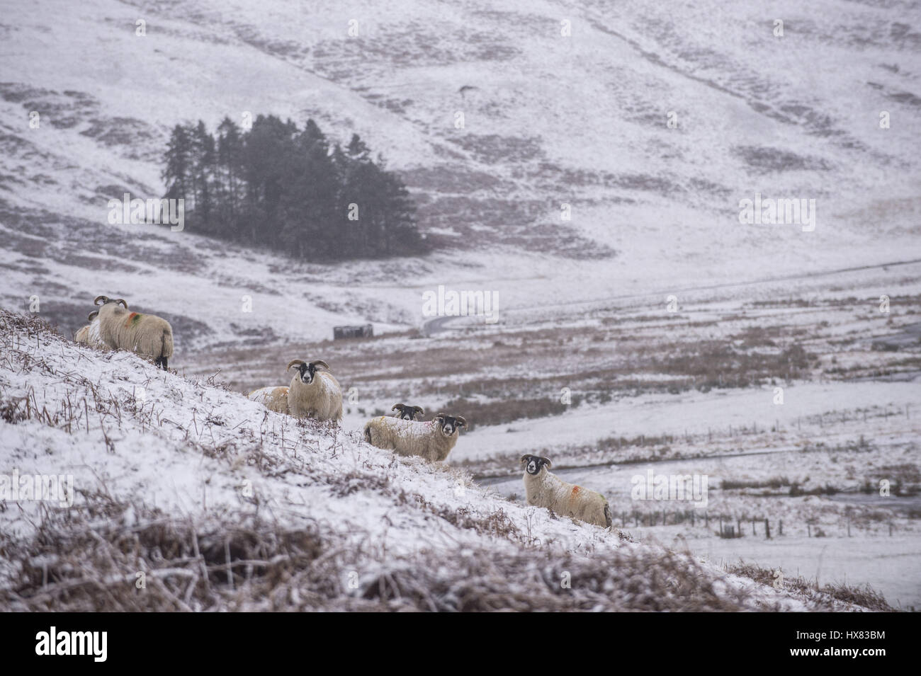 Sheep endure the deep snow fall in the Southern Uplands in Scotland due ...
