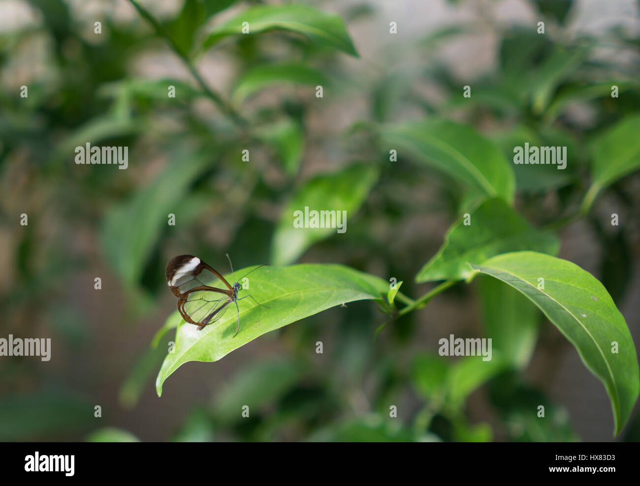 Wing of insects hi-res stock photography and images - Alamy