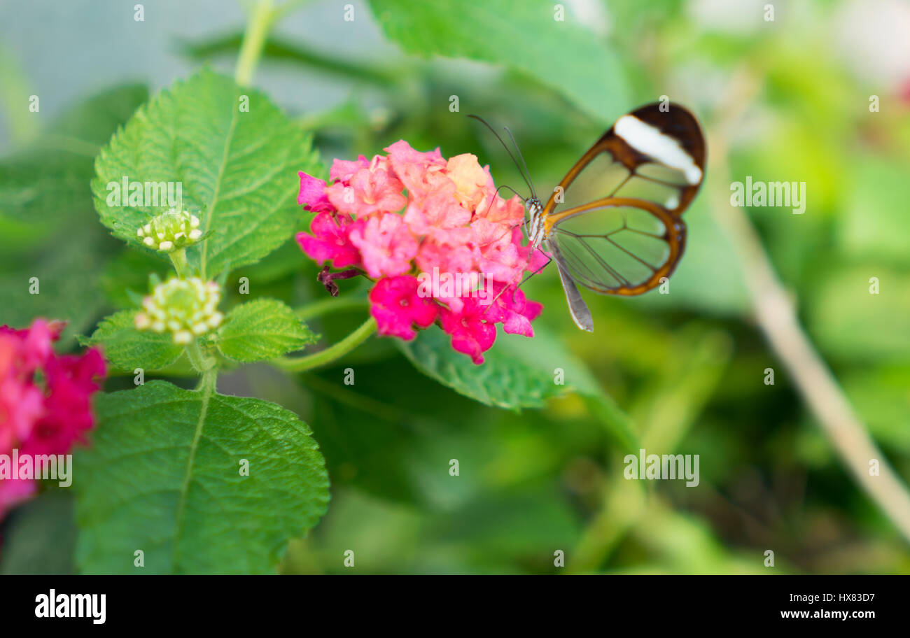 Glass wing hi-res stock photography and images - Alamy