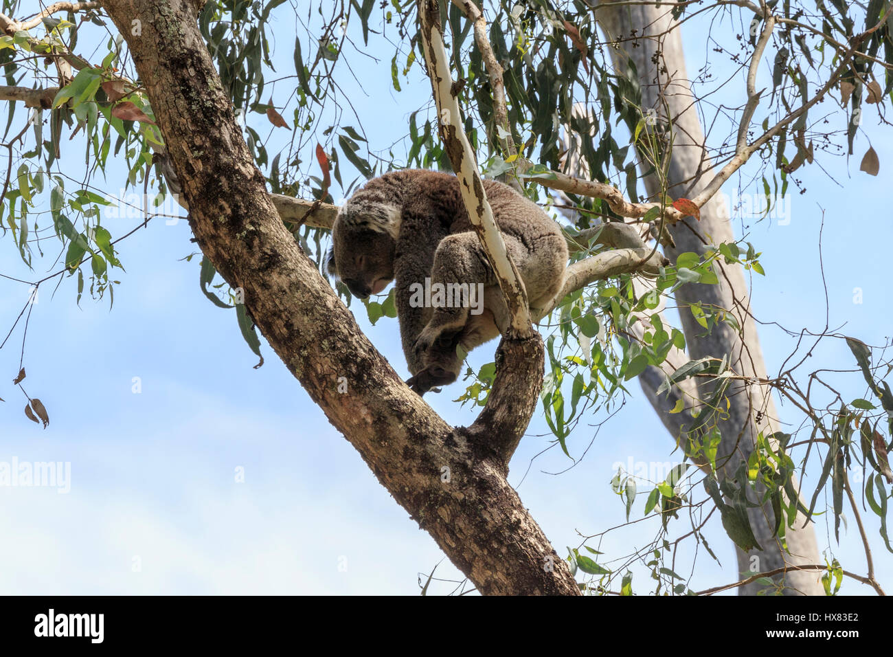 Koala Bear Sleeping In Fork High Resolution Stock Photography and ...