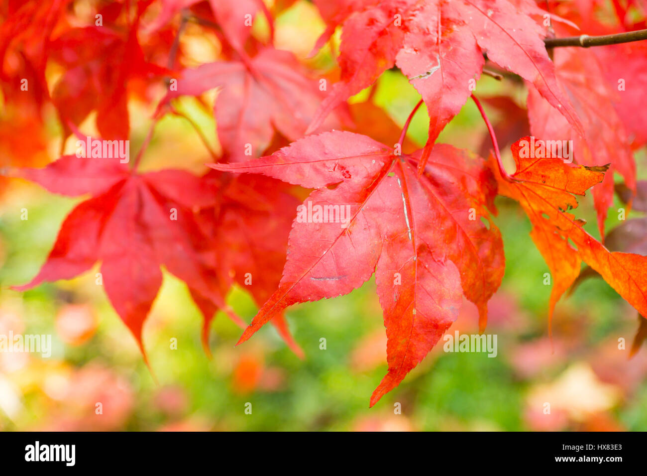Autumn leaves center focus blur background Stock Photo - Alamy