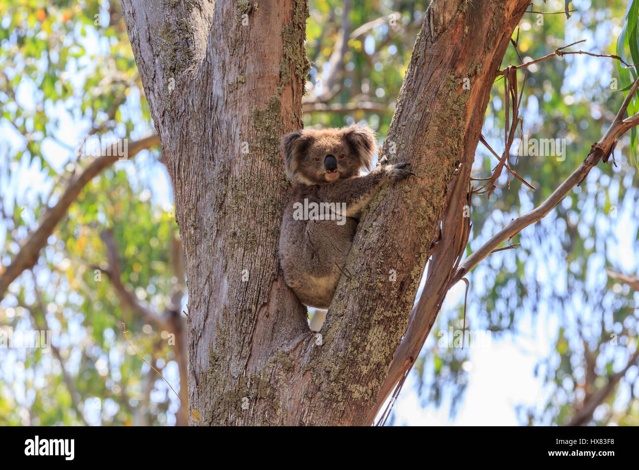 Koalas in trees hi-res stock photography and images - Alamy