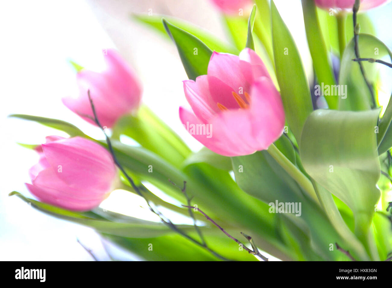 Beautiful bunch of pink tulips Stock Photo - Alamy