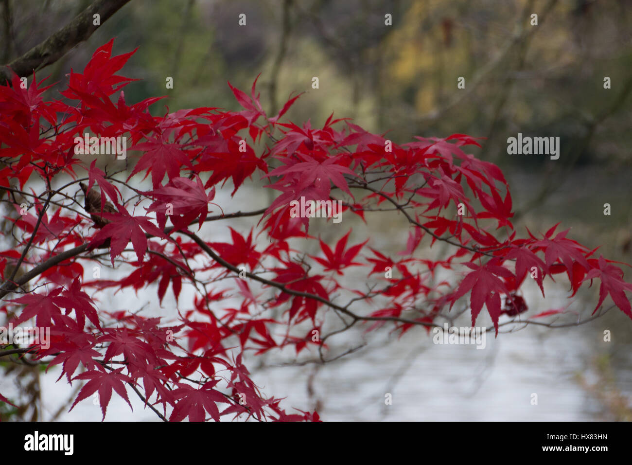 Red leaves in the Autumn Stock Photo - Alamy