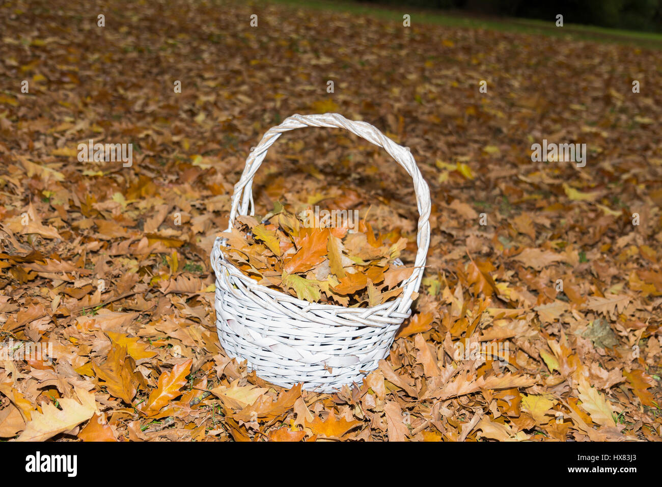 White basket in amongst dead leaves in a park at Autumn time Stock ...