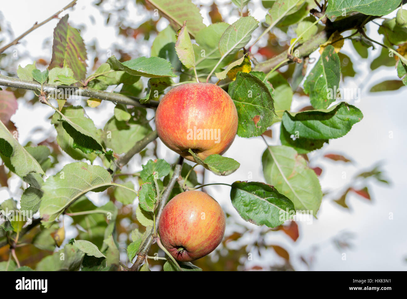 Apple tree with fruit on in the countryside Stock Photo - Alamy