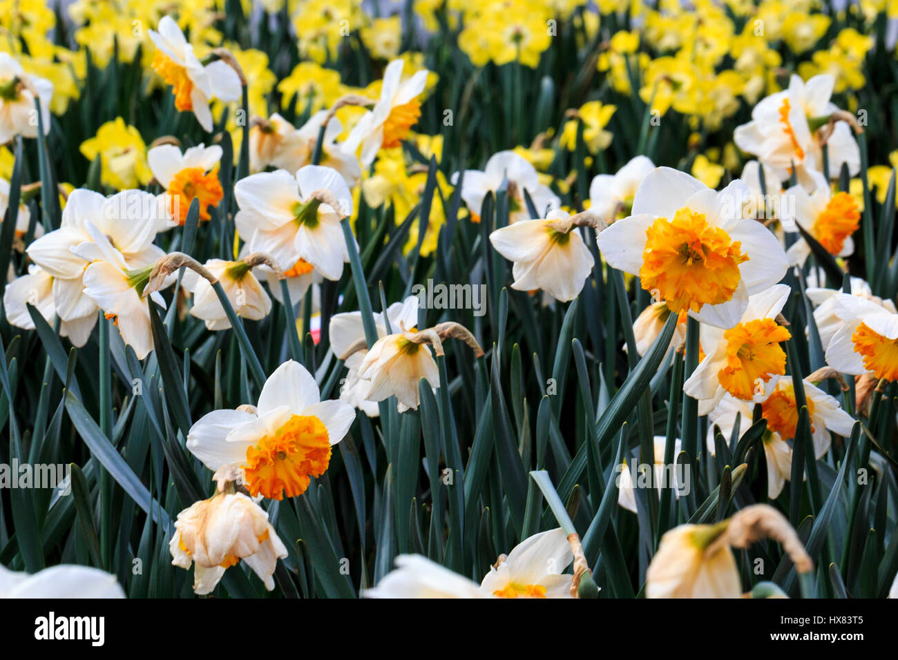 Field of daffodils Stock Photo - Alamy