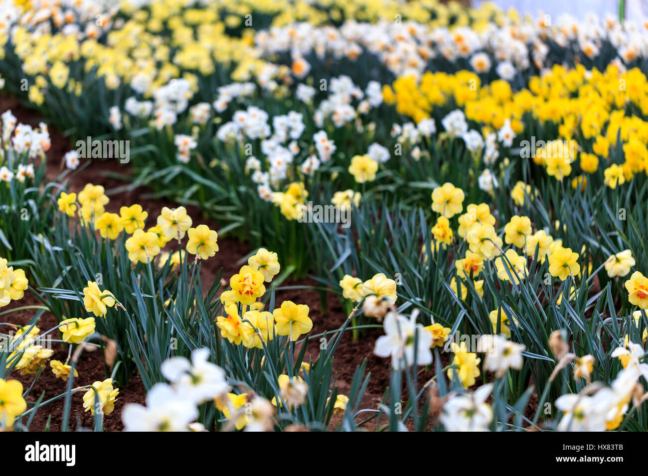 Field of daffodils Stock Photo - Alamy