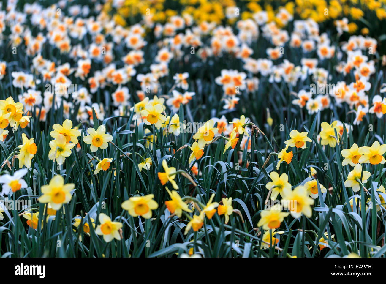 Field of daffodils Stock Photo - Alamy
