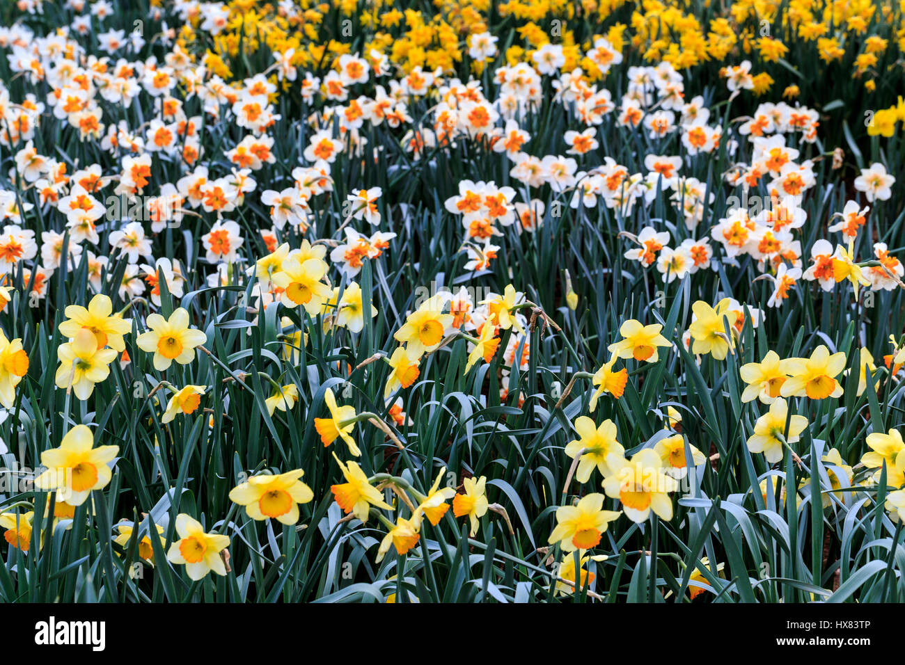 Field of daffodils Stock Photo - Alamy